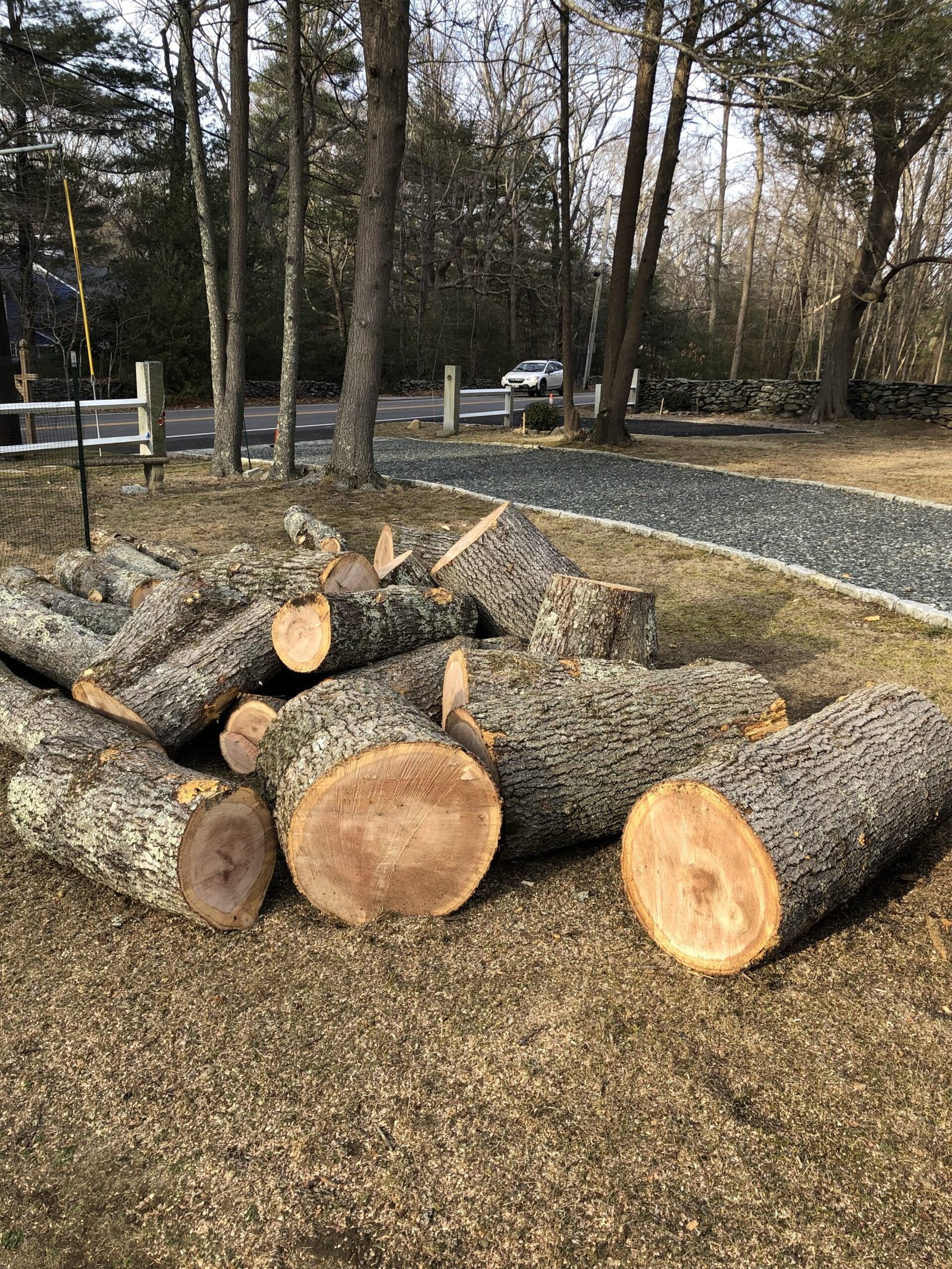 Tree Service RI | Best Tree Removal in RI