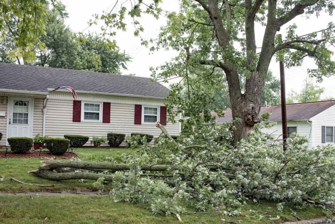 RI Tree Service Pros | Reliable and Professional Tree Care