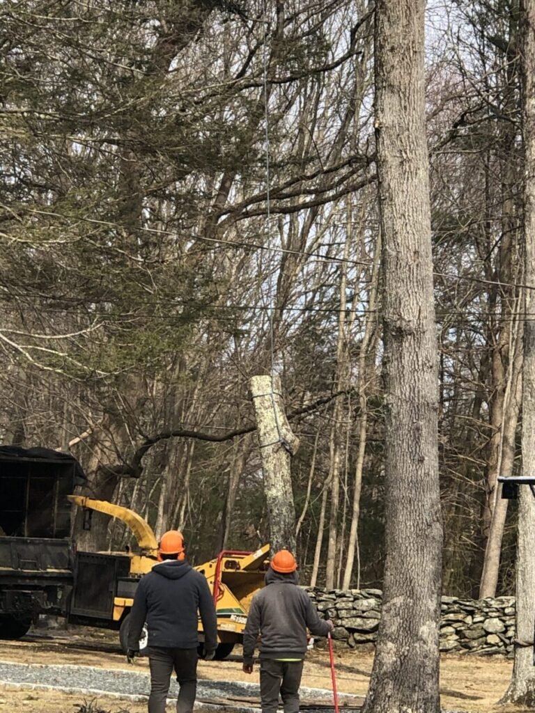 Tree Service RI | Best Tree Removal In RI